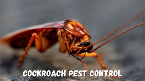 Cockroach Pest Control Say Goodbye To Roaches Today 🪳🚫 Ocg Pest Control And Termite Prevention