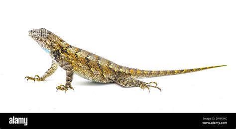 Large Gravid Female Eastern Fence Lizard Or Swift Sceloporus Undulatus Side Profile View