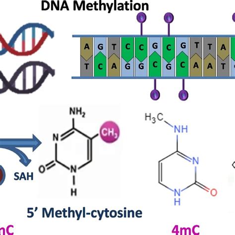 5mc 6 Ma 4mc Methylation Composition And Structure Download