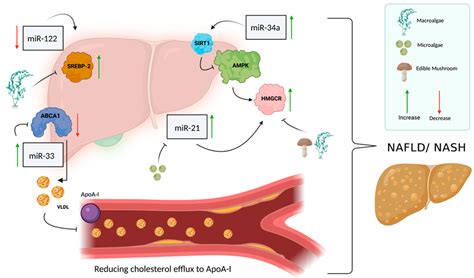 Cholesterol Synthesis In Liver