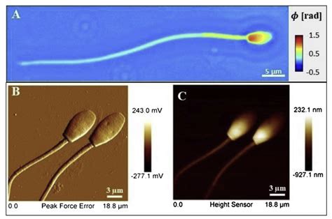 High Throughput Sperm Assay Using Label Free Microscopy Morphometric