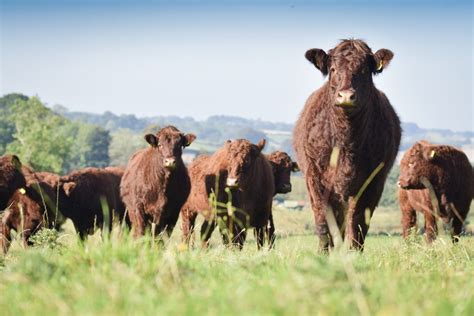 Form Health Declaration Salers Cattle Society