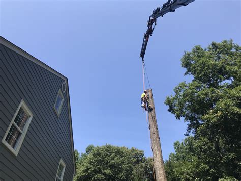 Tree Removal Services Tree Limb Removal Clean Cut Tree Services Clean Cut Tree Services