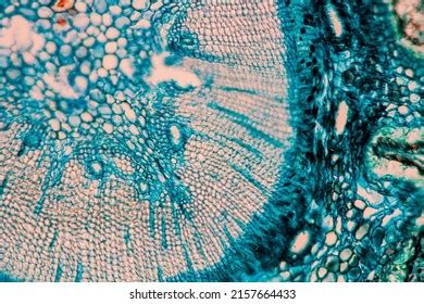 Cell Structures Under Microscope Stock Photo Shutterstock
