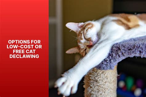 Finding Free Cat Declawing Services Where Can I Declaw My Cat For Free