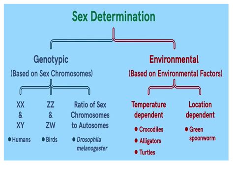 4b Sex Linked Inheritance And Characters Pptx