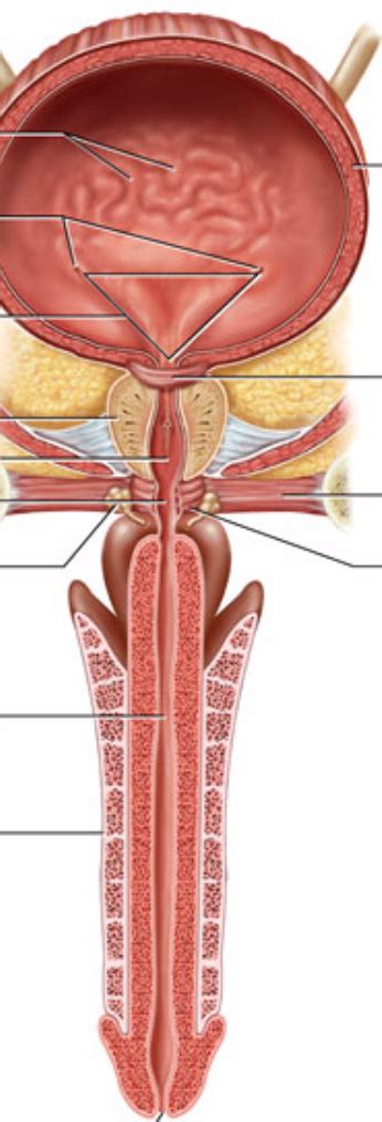 Male Urinary System Diagram Quizlet