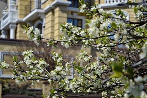 樱花花枝素材 花瓣网