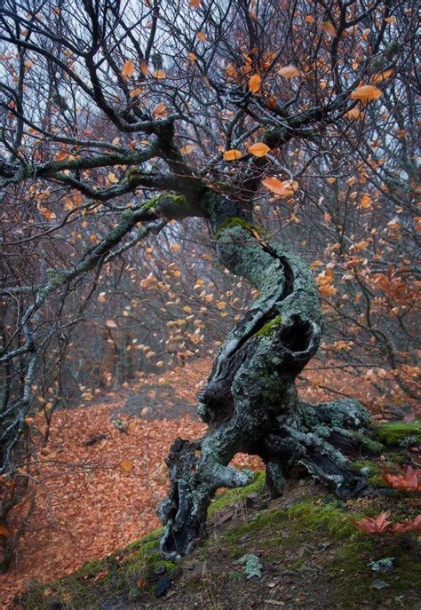 Pin By Ash On Assignment References Weird Trees Unique Trees Tree