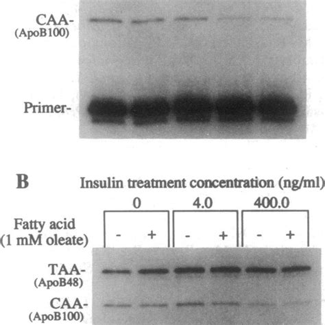Plasma Apolipoprotein B Apob 48 Apob 100 And Total Apob Relative Download Scientific Diagram