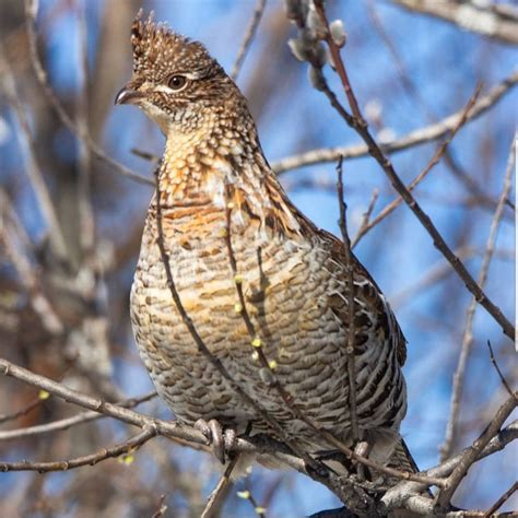 Minnesota And Western Up Ruffed Grouse Society Grand Rapids Mn