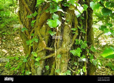 Creepers On Tree Branches In A European Forest Serbia Fruska Gora National Park A Plant That