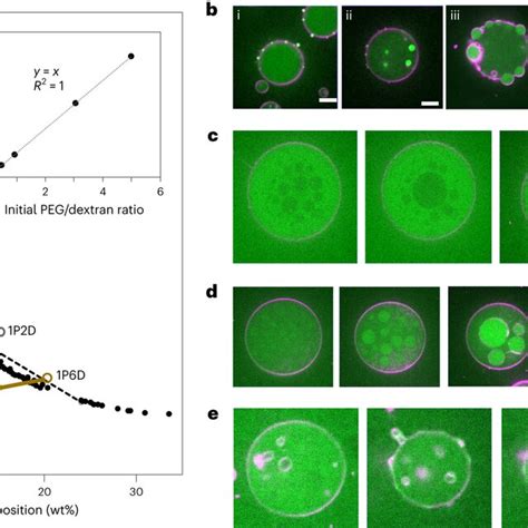Composition Dependence Of Polymer Phase Separation Inside Giant Download Scientific Diagram