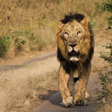 Man Eaten By Lion