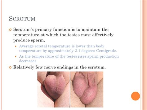 Sexual Anatomy Male External Ppt Video Online Download