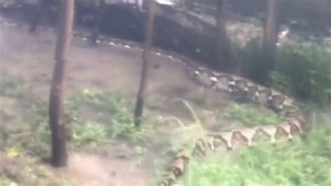 Foto Viral Penampakan Ular Raksasa di Kebun