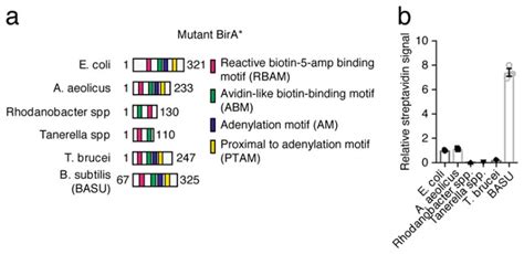 Rna Protein Interaction Detection In Living Cells Pmc