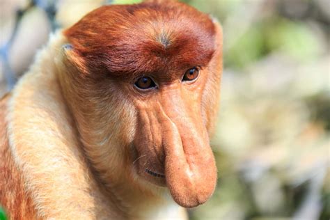 Download Ugly Monkey Sad Pictures Wallpapers Com