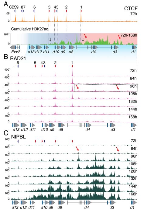 dynamic and directional cohesin loading at the hoxd cluster a ctcf