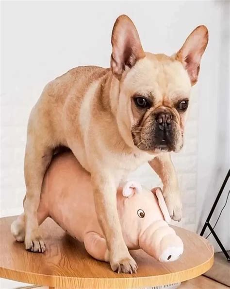 Plush Male Pet Sex Vent For Dogs Pugs French Bulldogs And Chinchilla