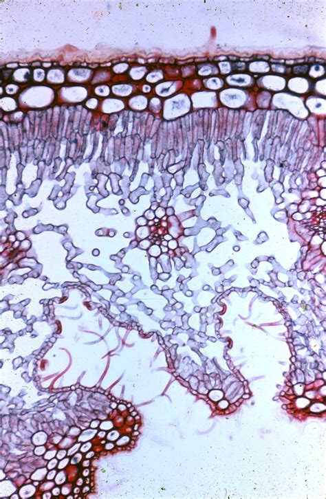 Nerium Oleander Leaf Cross Section