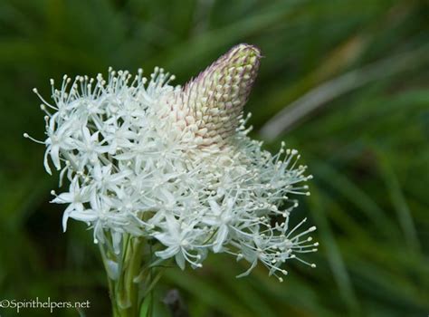 Spirithelpers Beargrass