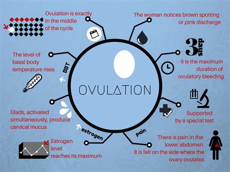 Ovulation Discharge Cycle