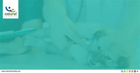 Srikanth Mittapalli On Linkedin Heroesofthevoiceless Worldveterinaryday