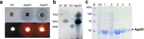 The Enzyme Activity And Purity Of The Recombinant Agarase Agaq1 A Download Scientific Diagram