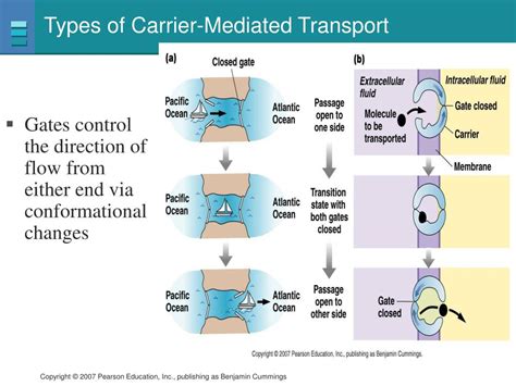 Examples Of Carrier Mediated Transport At Jayden Nobbs Blog