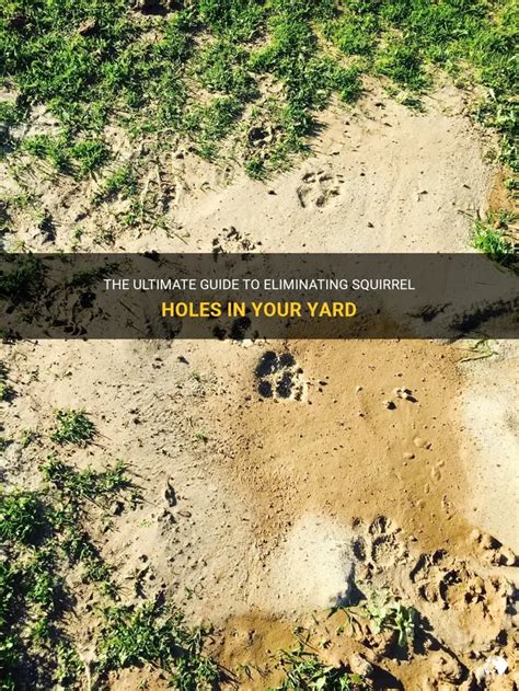 The Ultimate Guide To Eliminating Squirrel Holes In Your Yard | PetShun