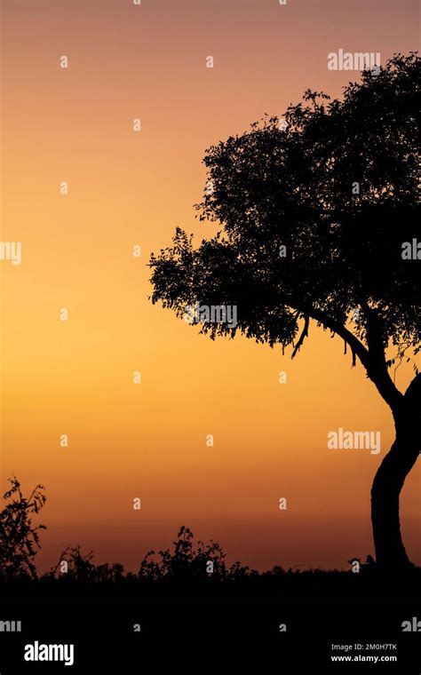 Acacia Tree Silhouette Against The Orange Purple African Sunset Sky