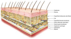 The Cellular Components Of Fascia Fascia And Fitness