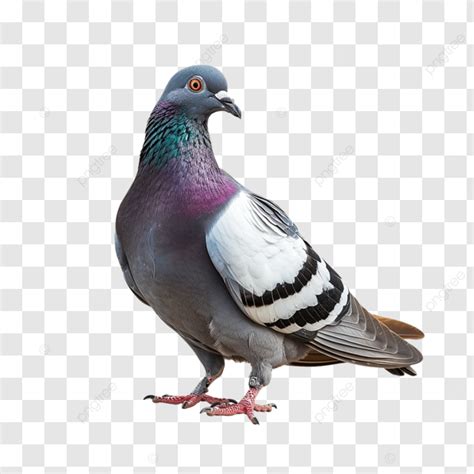 날개를 펼친 흰 비둘기가 날고 있다 믿음 종교 나는 새들 Png 일러스트 및 이미지 에 대한 무료 다운로드 Pngtree