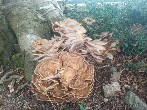 No FUN In Tree FUNgi The Glasgow Tree Surgeon