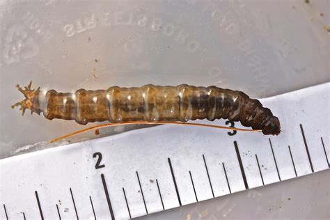 Aquatic Crane Fly Larvae