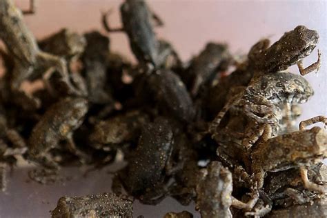 Cane Toads Spread From Northern Nsw As New Front Line To Be Surveyed