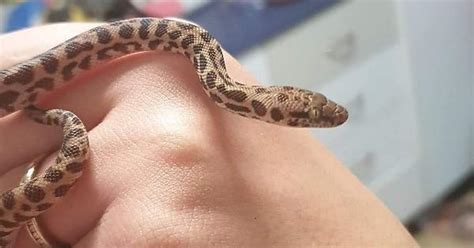 Stimpson Python Hatchling Album On Imgur