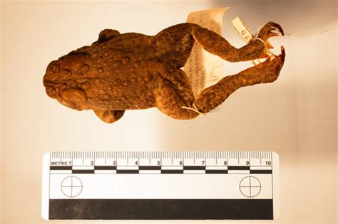 Biol 427 Quebec Frogs And Toads Flashcards Quizlet