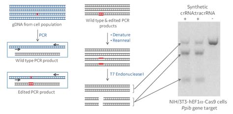 Proper Assessment Of Gene Editing With Dna Mismatch Detection Assays