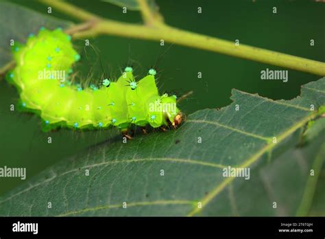 The Larvae Of The Green Tailed Silkworm Moth Are On The Green Leaves