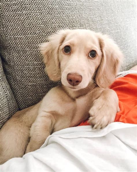 Why English Cream Dachshunds Are Stealing Hearts A Guide