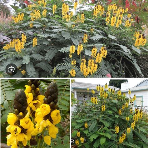 Senna Didymotbotrya Plant Popcorn Cassia Small Starter Plant Ship In Pot 2 To 5 Tall Etsy