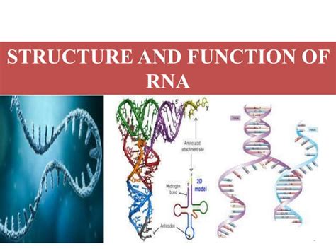 Secondary And Tertiary Structure Of Rna Pptx