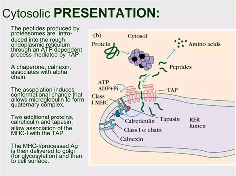 Antigens Processing And Presentation Mid Ppt