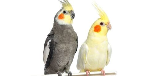 How Much Does A Cockatiel Cost Cockatiels For Sale Freeads