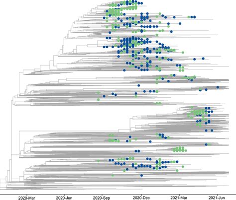 Time Calibrated Maximum Likelihood Phylogeny Of 4118 Sars Cov 2 Download Scientific Diagram