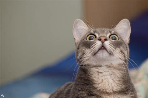 Lol Cat Wallpaper 59 Images