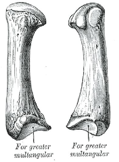 Anatomie Du 1 Er Métacarpien Greater Multangular Trapèze Daprès