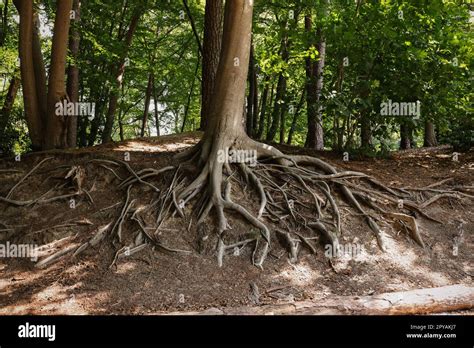 Tree Roots Visible Through Ground In Forest Stock Photo Alamy